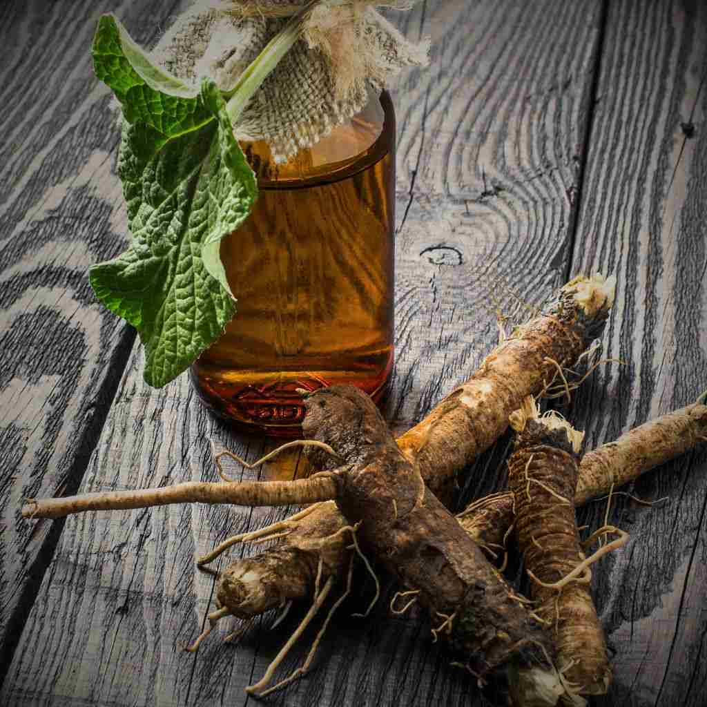 Burdock: Exploring Its Magical And Medicinal Properties - The Outdoor ...