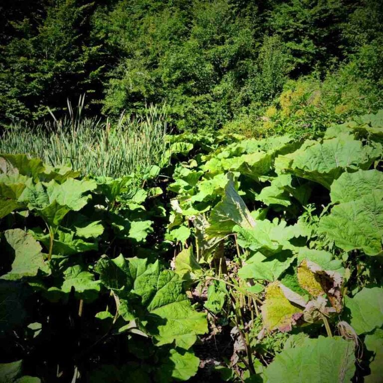 Foraging Burdock: How To Find, Harvest, And Identify - The Outdoor ...