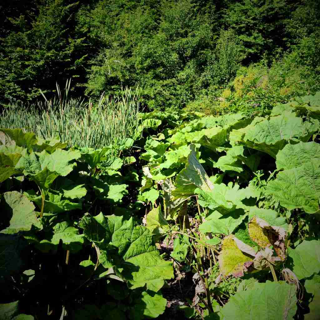 Foraging Burdock: How To Find, Harvest, And Identify - The Outdoor ...