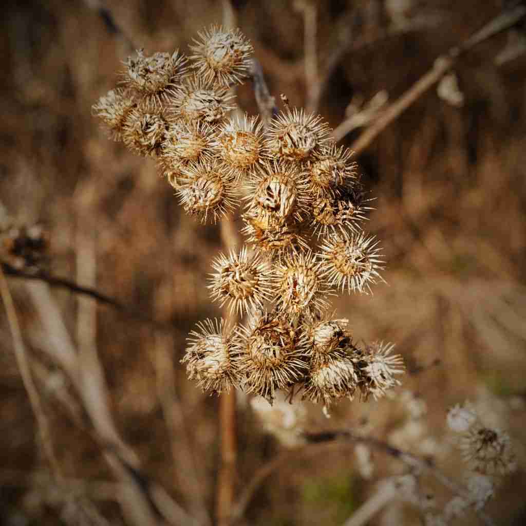 Foraging Burdock: How To Find, Harvest, And Identify - The Outdoor ...