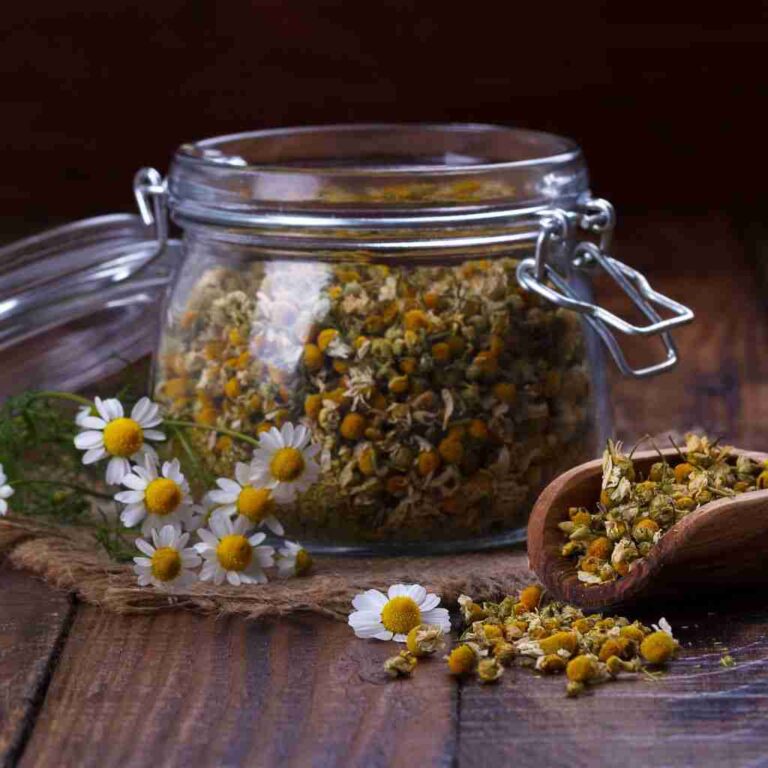 Easy DIY Night-time Glycerite For Peaceful Sleep - The Outdoor Apothecary