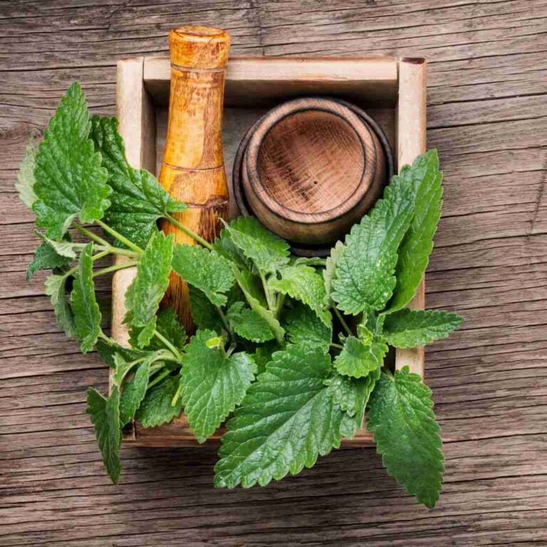 Easy DIY Night-time Glycerite For Peaceful Sleep - The Outdoor Apothecary