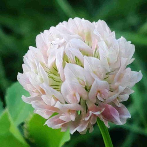 White Clover: Nature's Pollinator Paradise And Medicinal Treasure - The ...