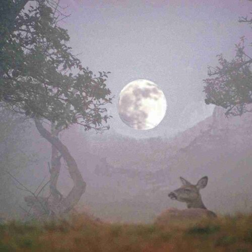 July's Full Moon: Exploring The Folklore And Significance Of A Buck ...