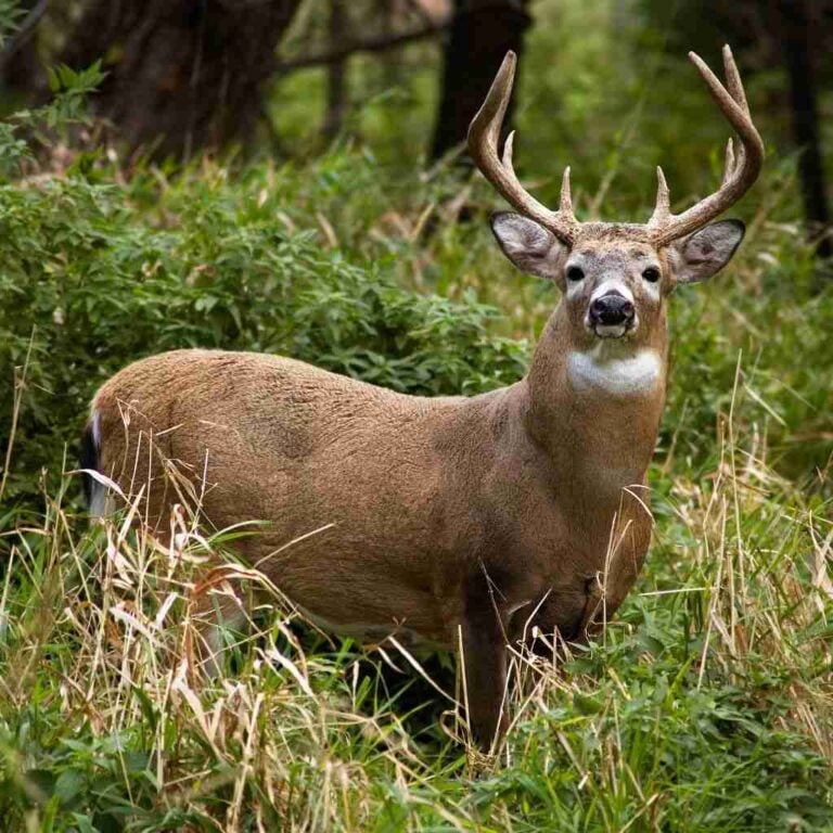 July's Full Moon: Exploring The Folklore And Significance Of A Buck ...