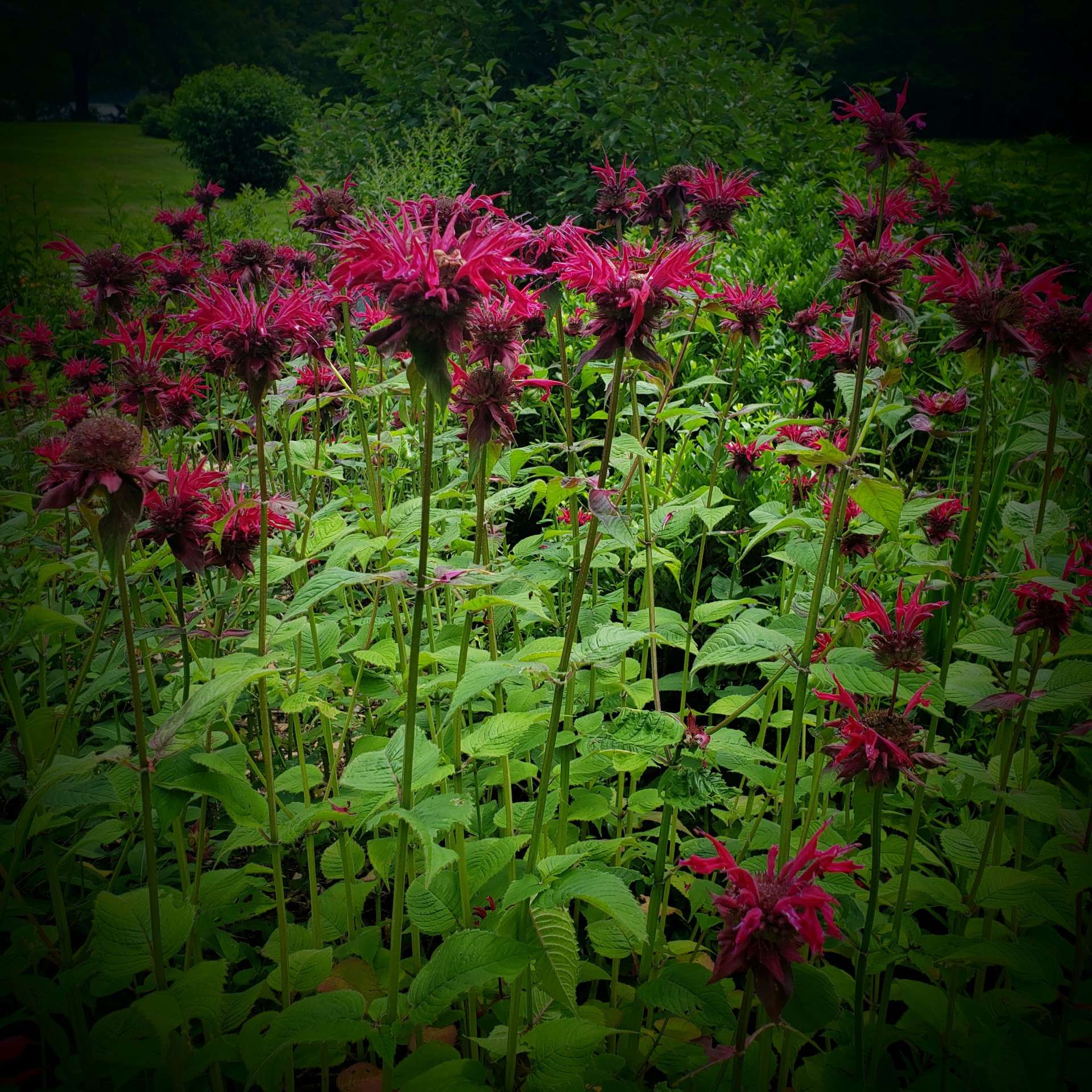 Bee Balm: 7 Irresistible Reasons To Include It In Your Pollinator ...