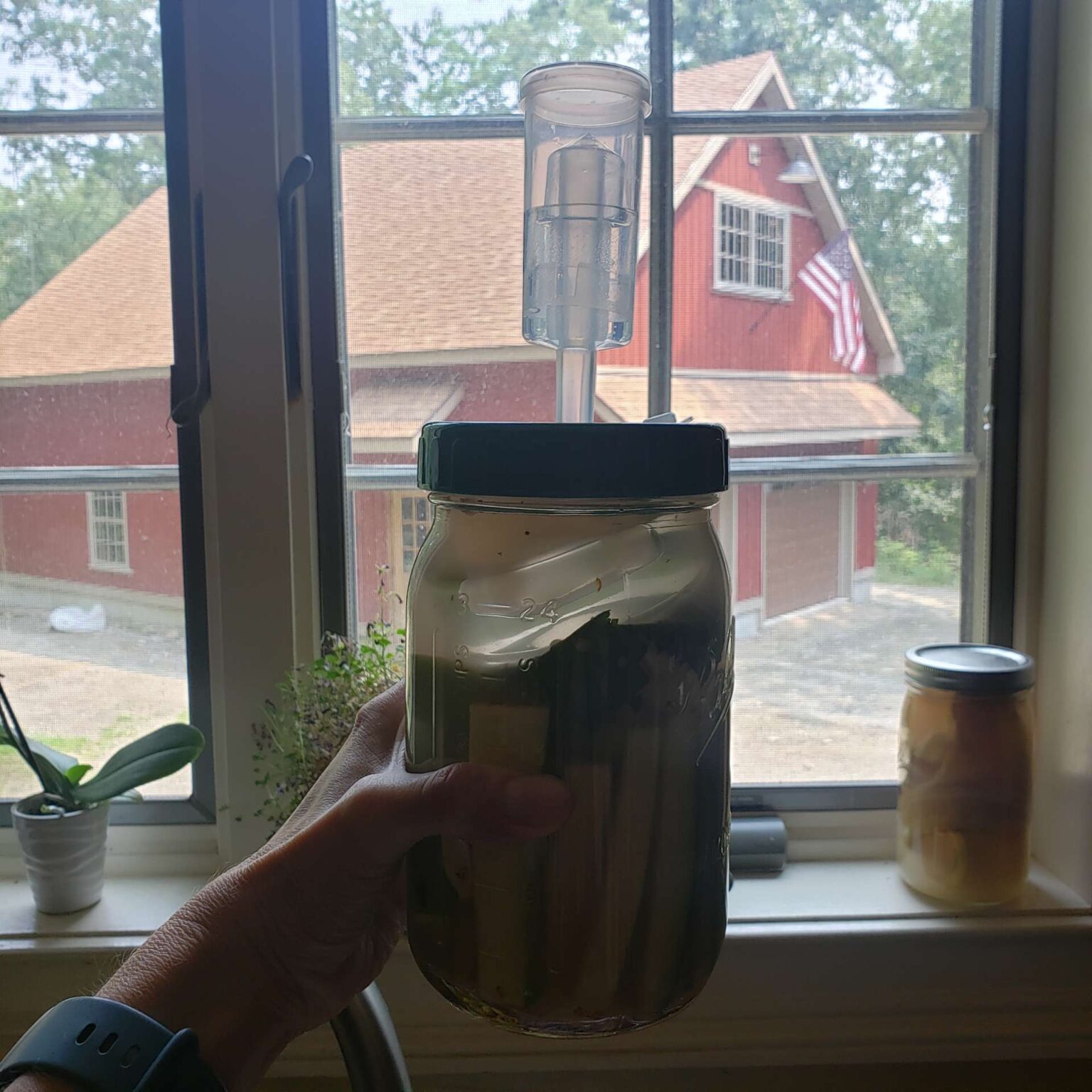 Fermented Zucchini Pickles: Delicious And Good For Your Gut - The ...