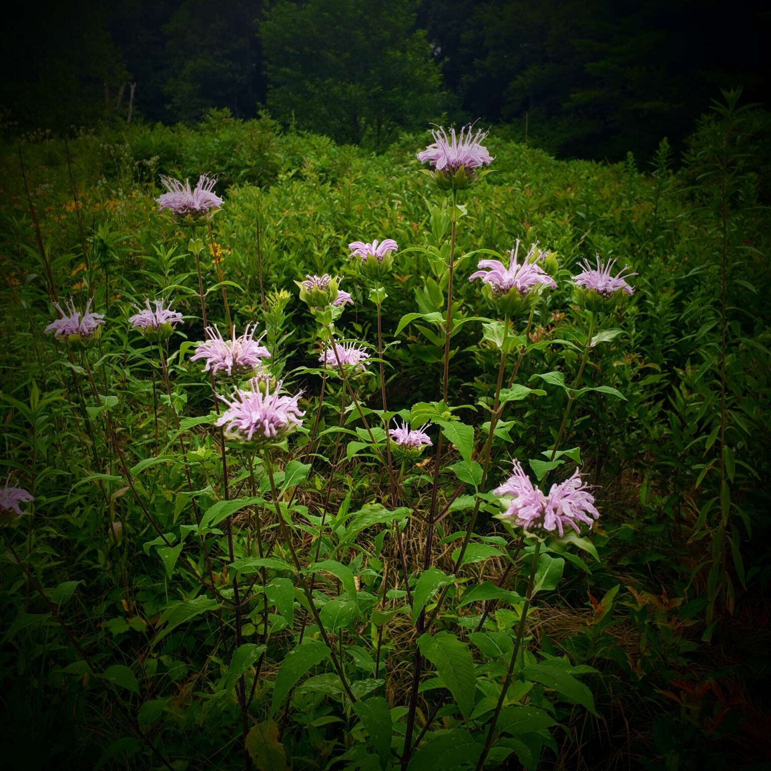 The Medicinal Magic Of Bee Balm Tea & Brewing The Perfect Cup - The ...