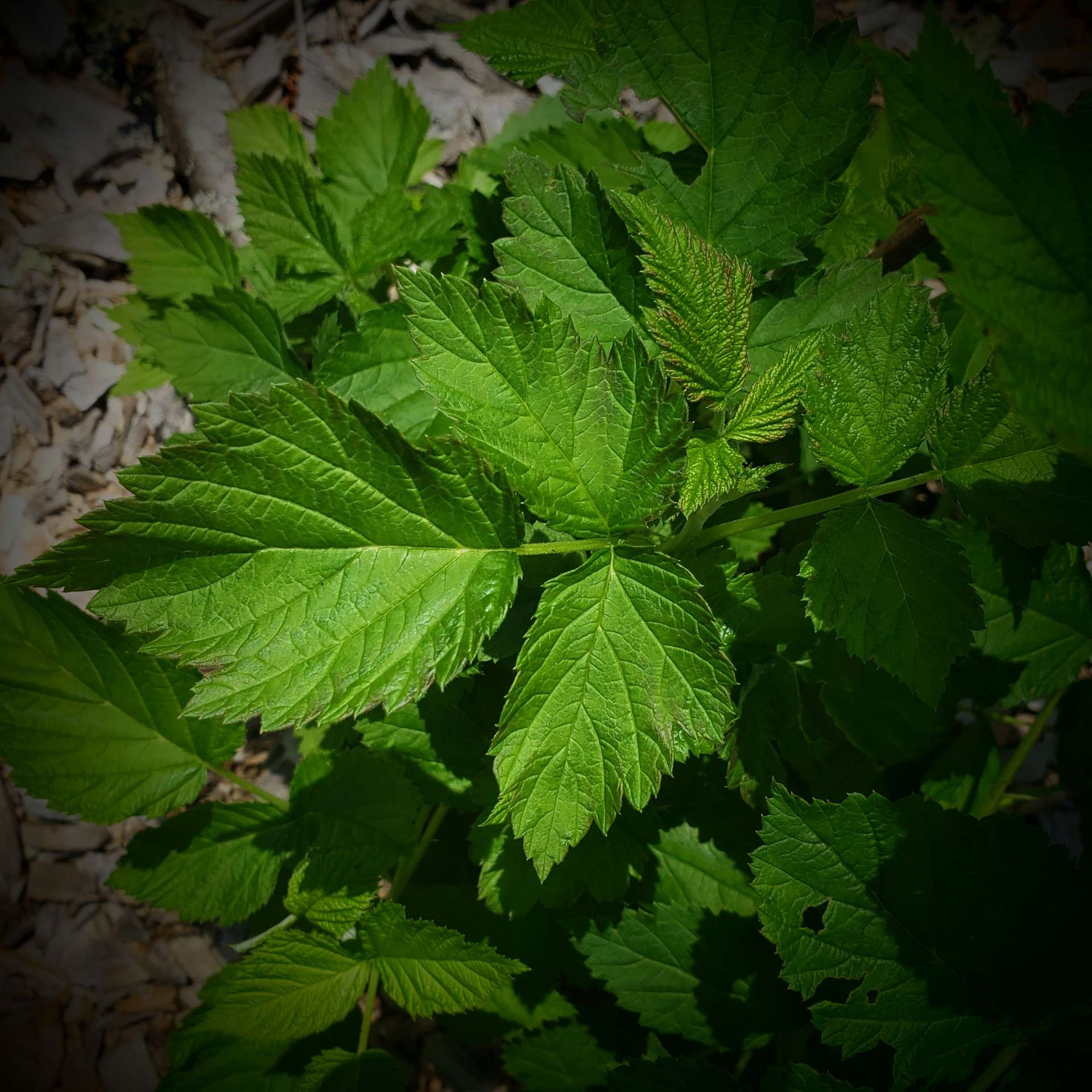 Red Raspberry Leaves For Tea: Best Tips For Harvesting, Drying, And ...