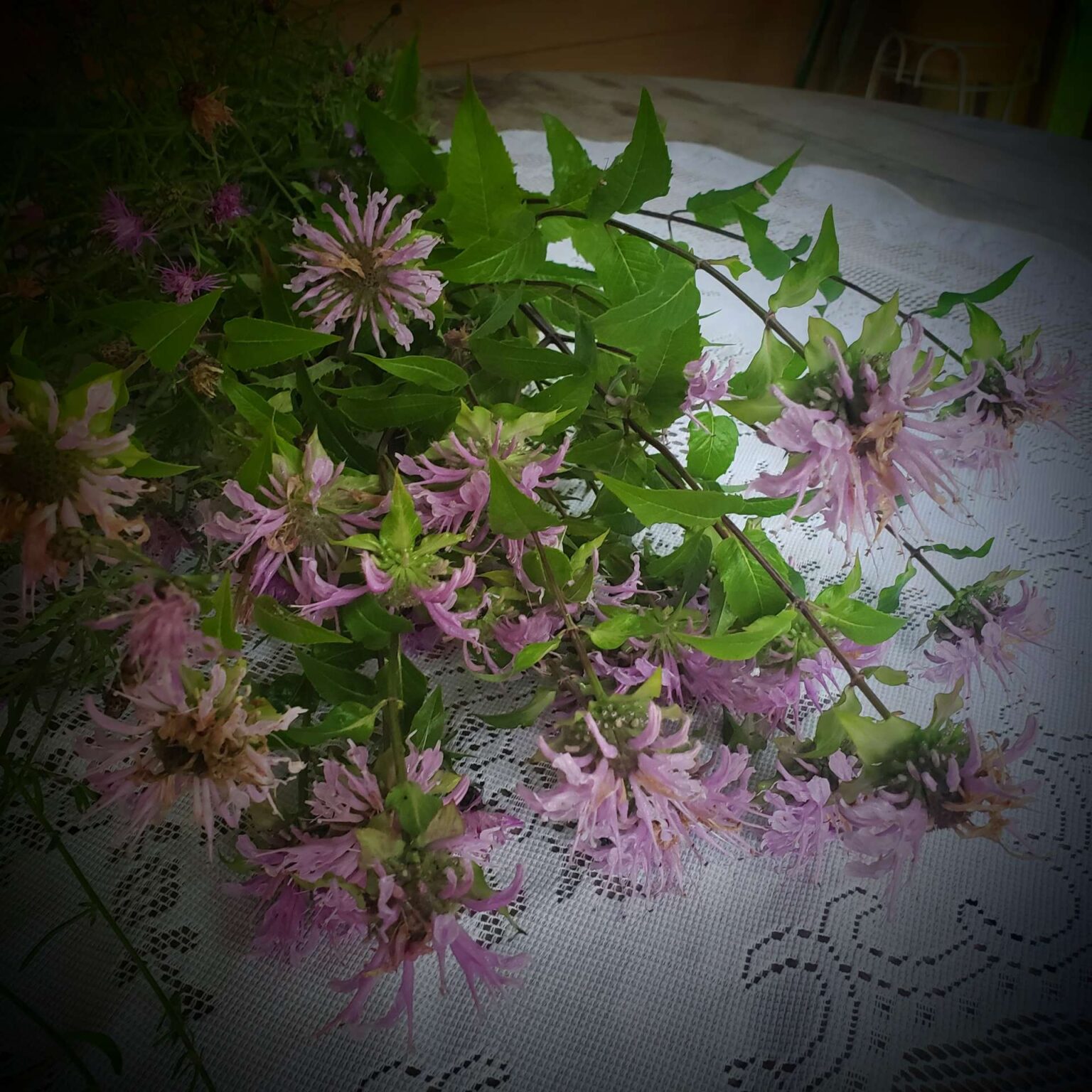 The Medicinal Magic Of Bee Balm Tea & Brewing The Perfect Cup - The ...