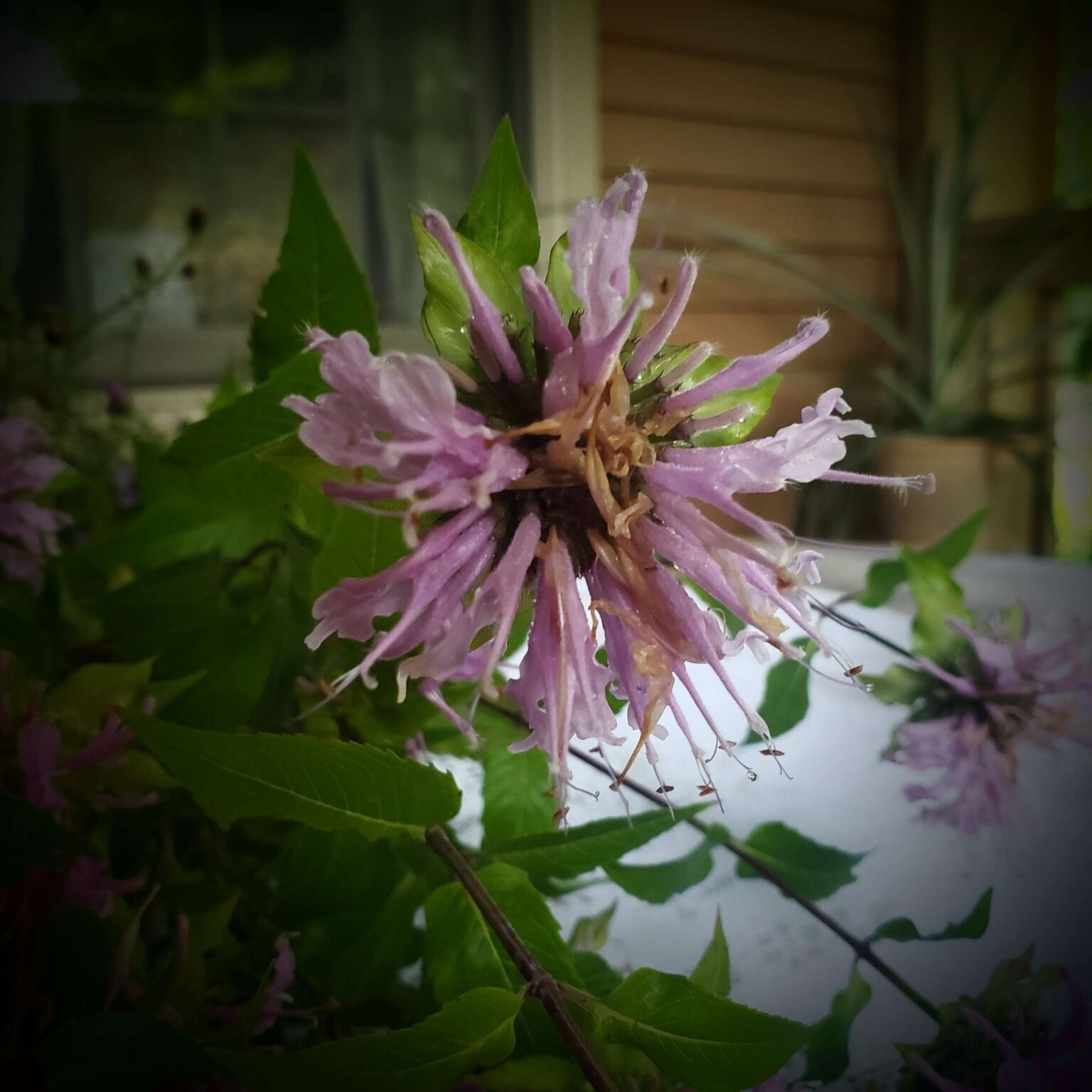 The Medicinal Magic Of Bee Balm Tea & Brewing The Perfect Cup - The ...
