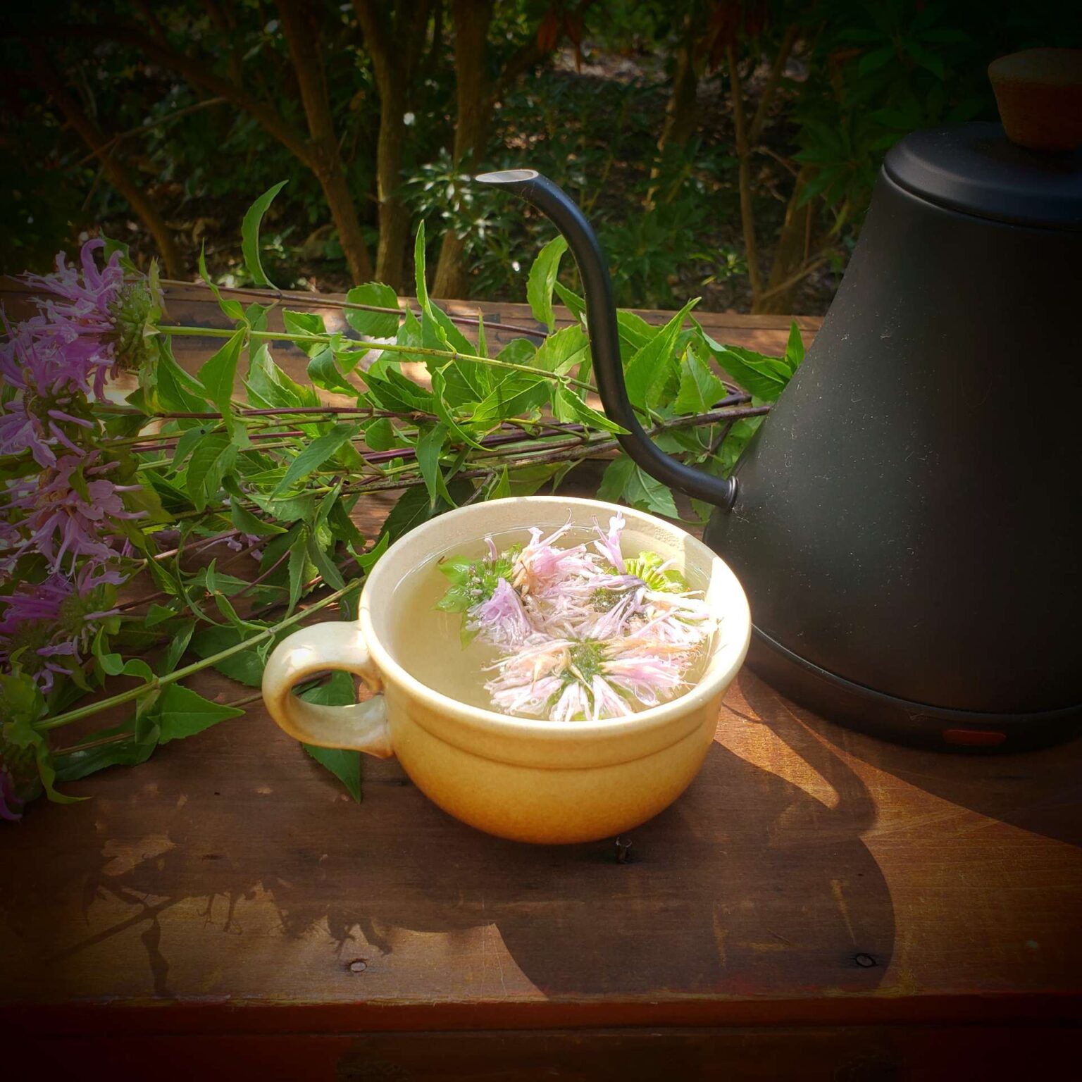 Moon Teas: A Magical Way Of Harnessing Lunar Energy - The Outdoor ...