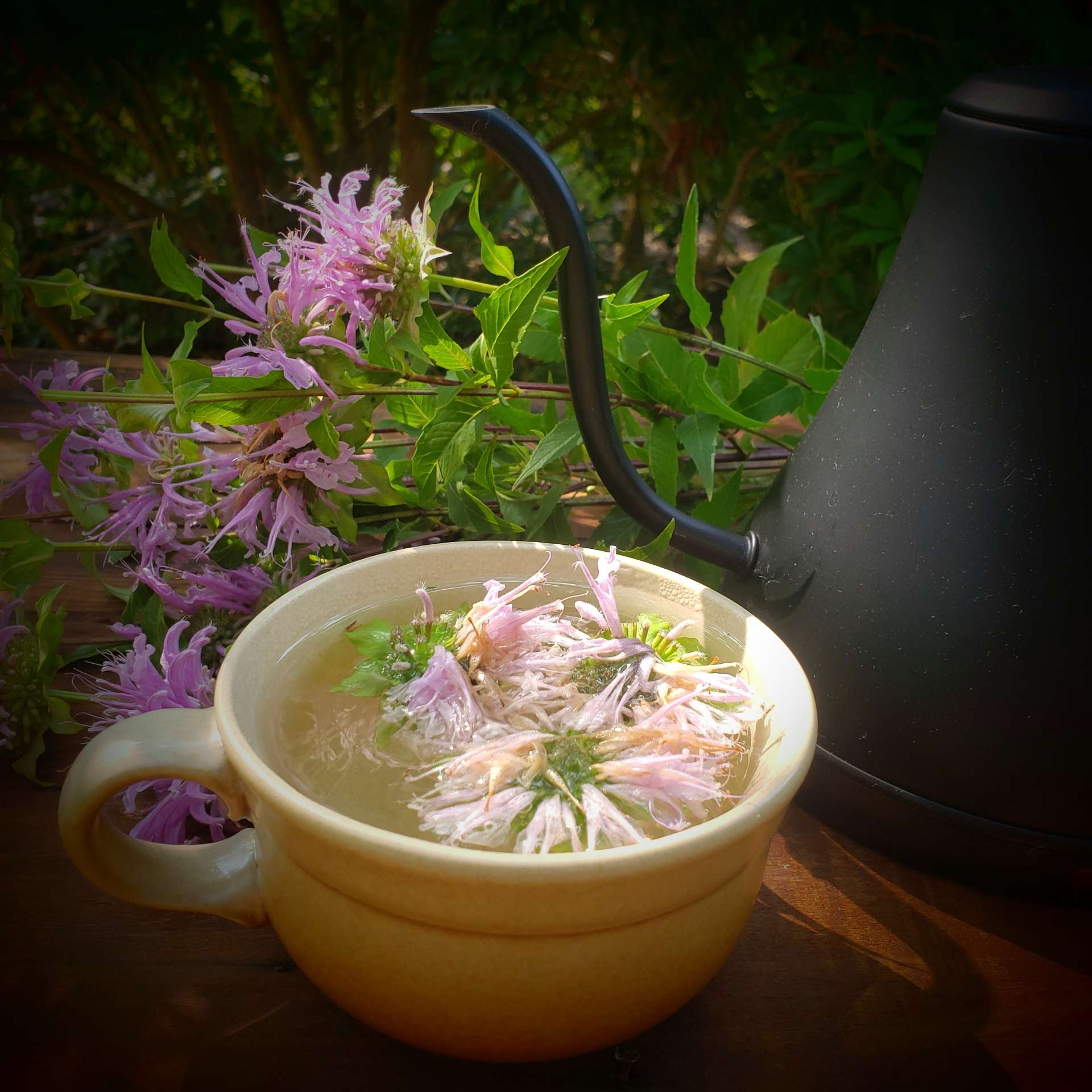 The Medicinal Magic Of Bee Balm Tea & Brewing The Perfect Cup - The ...