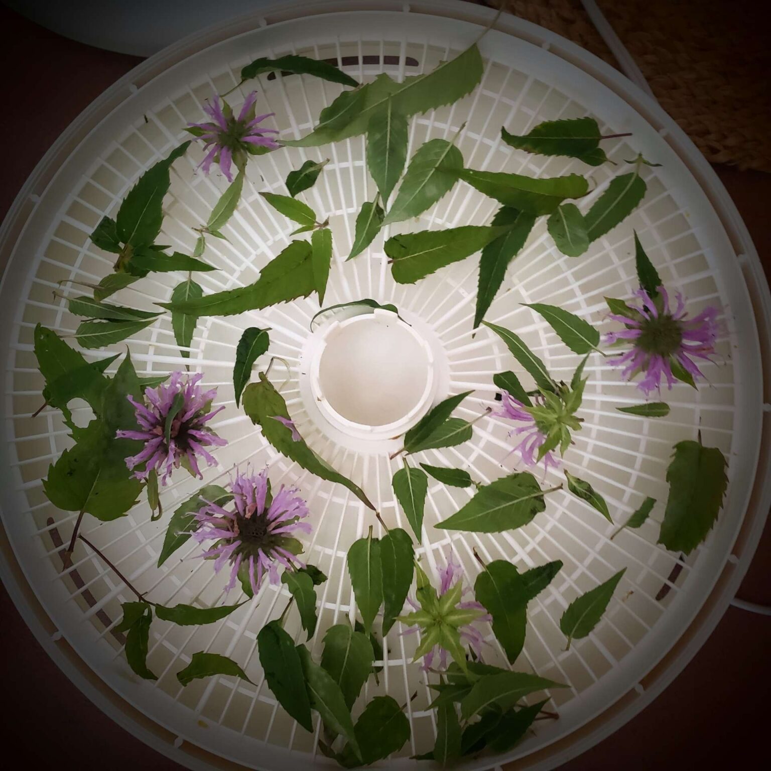 The Medicinal Magic Of Bee Balm Tea & Brewing The Perfect Cup - The ...