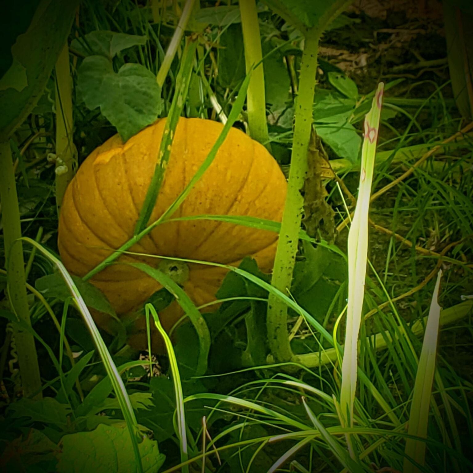 Pumpkin Patch 101: Easy Step-by-Step Guide For Starting Your Own - The ...