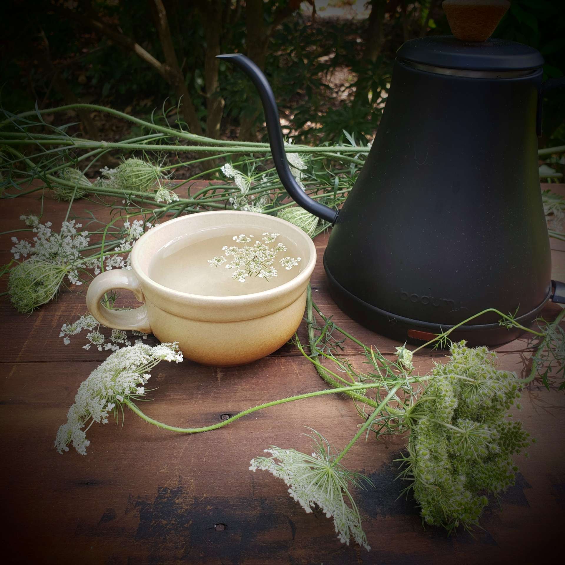 Queen Anne's Lace: Its History, Identification, Toxic Look-Alikes, And ...