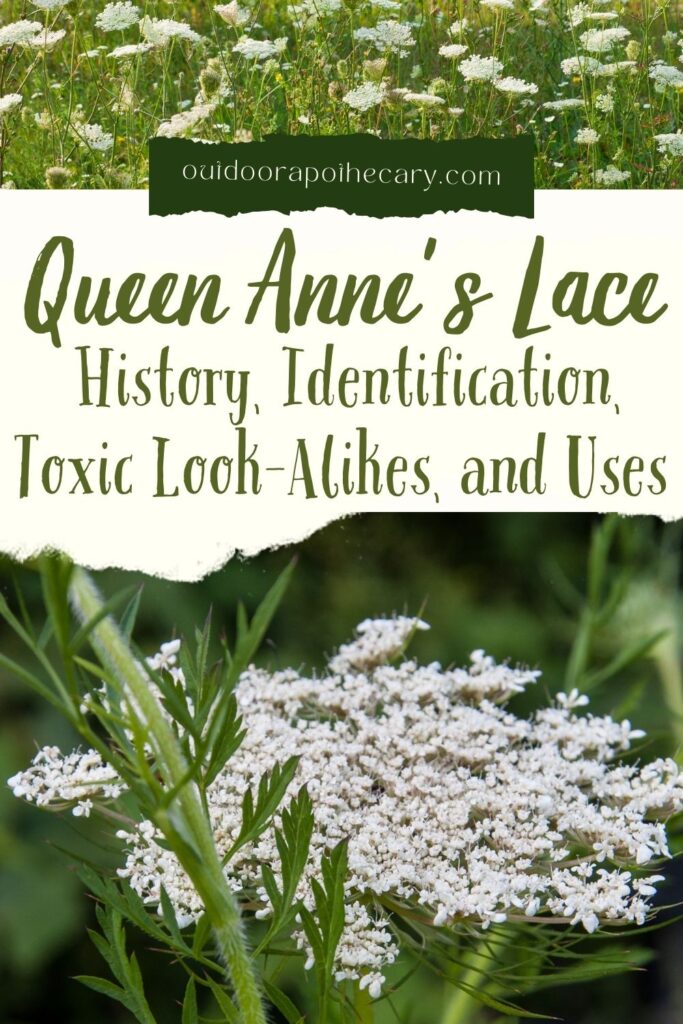 Queen Anne's Lace: Its History, Identification, Toxic Look-Alikes, And ...