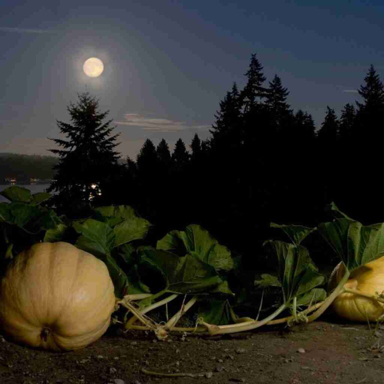 September's Full Moon: Exploring The Folklore And Significance Of A ...