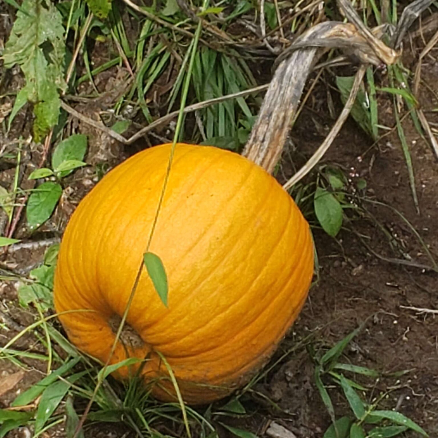 Make Your Own Pumpkin Purée: An Easy Step-By-Step Tutorial - The ...
