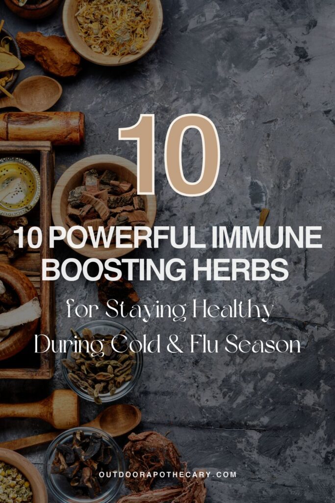 10 Powerful Immune Supporting Herbs For Staying Healthy - The Outdoor ...