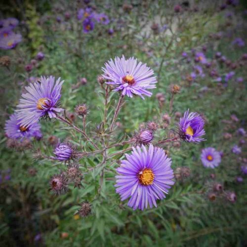 New England Aster Plants: Identification, Uses, And Medicinal Benefits ...