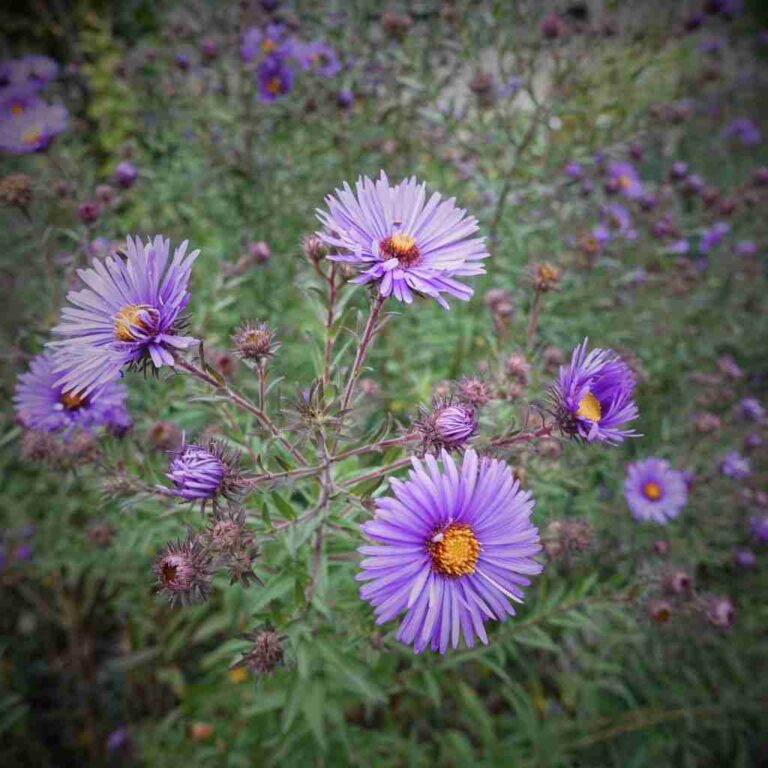 New England Aster Plants: Identification, Uses, And Medicinal Benefits ...