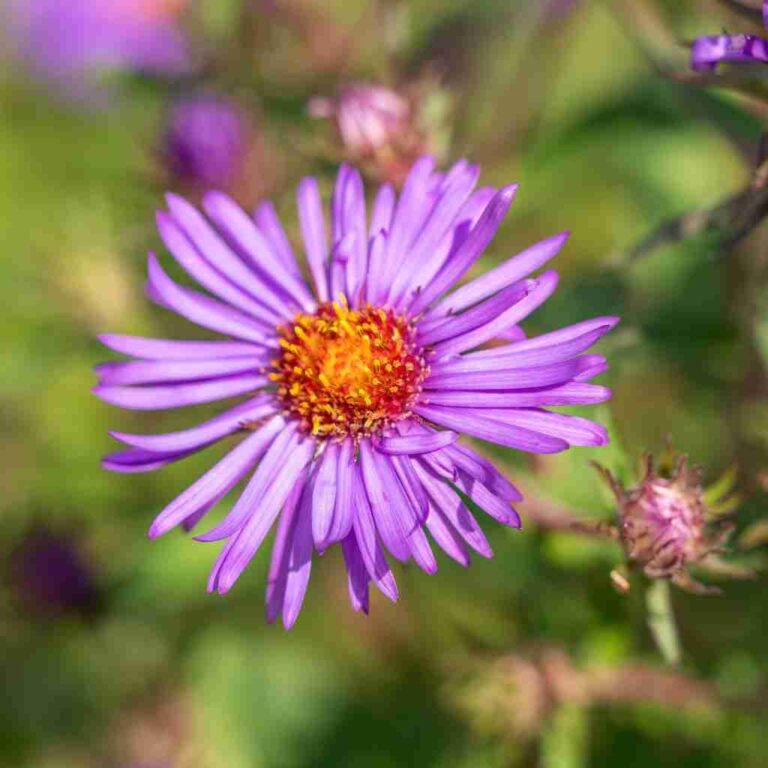 New England Aster Plants: Identification, Uses, And Medicinal Benefits ...