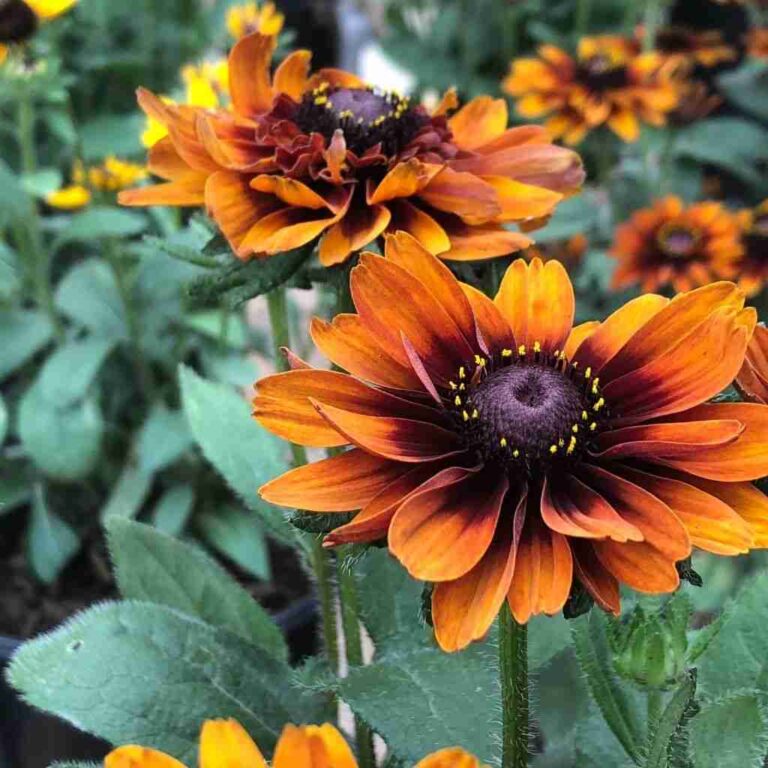 Black-Eyed Susan: A Beautiful Garden Addition - The Outdoor Apothecary