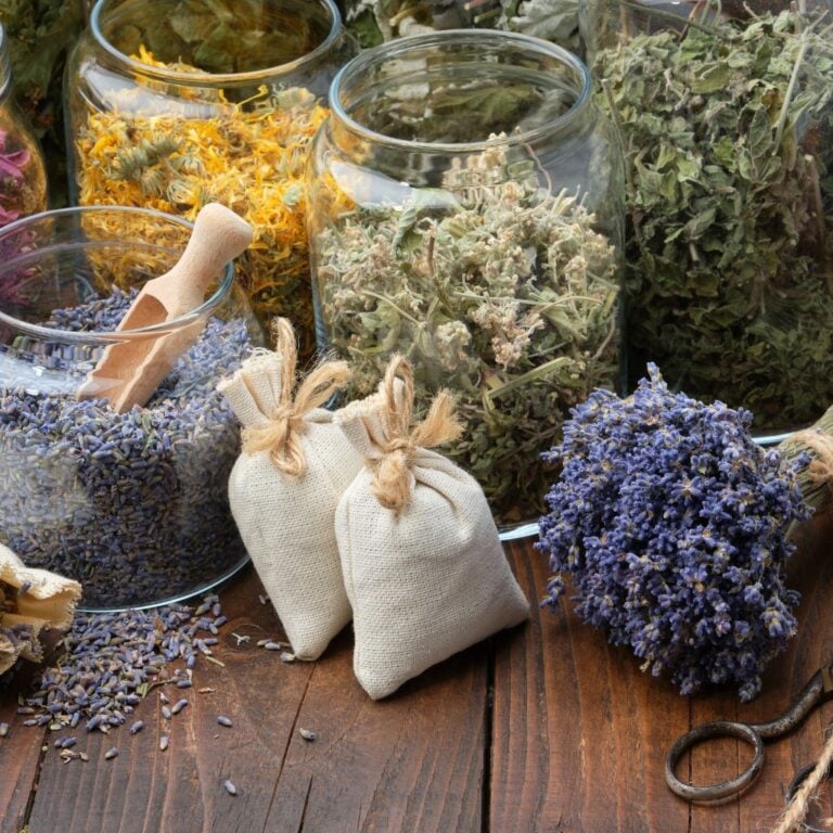 Blue Vervain: The Hidden Aspects Of A Magical Medicinal Herb - The ...