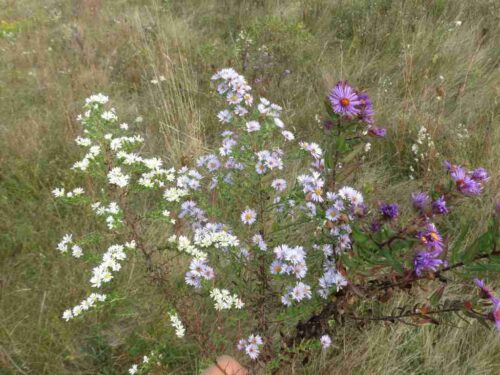 New England Aster Plants: Identification, Uses, And Medicinal Benefits ...