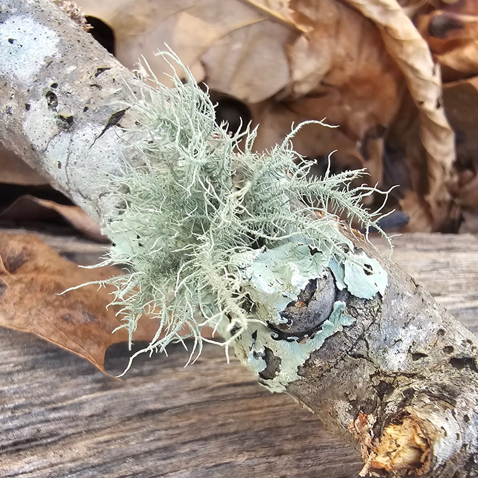 Foraging Usnea: Identify, Prepare, And Use - The Outdoor Apothecary