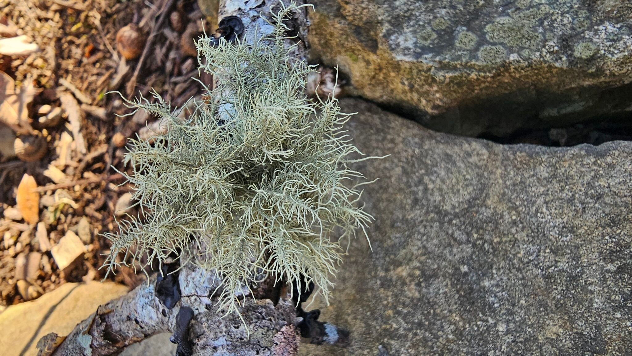 Usnea Tincture Recipe: Natural Cold-Fighting Power - The Outdoor Apothecary