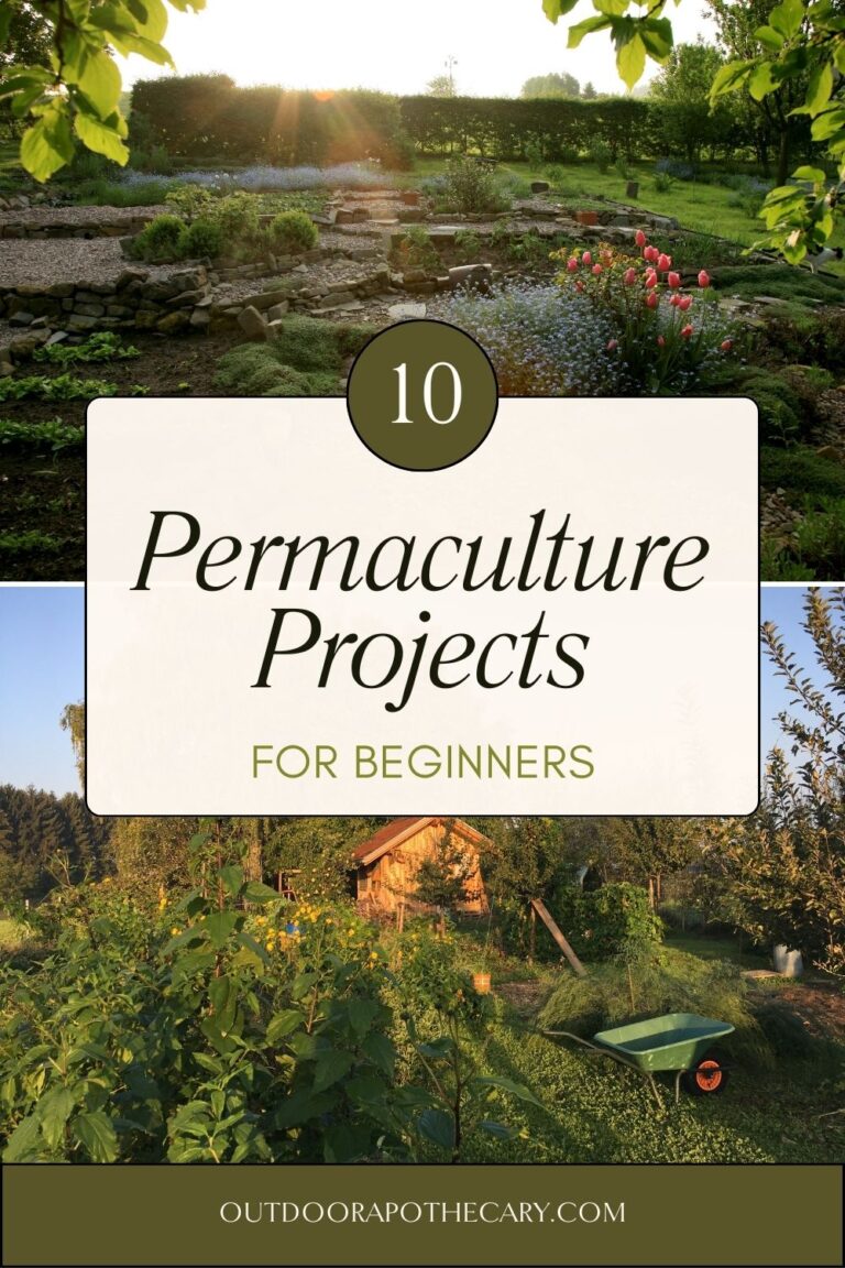 10 Easy Permaculture Projects For Beginners - The Outdoor Apothecary