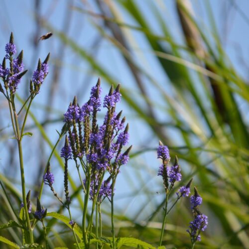 Blue Vervain: The Hidden Aspects Of A Magical Medicinal Herb - The ...