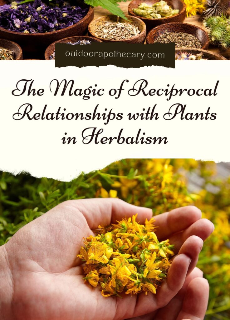 The Magic Of Reciprocal Relationships With Plants In Herbalism - The ...