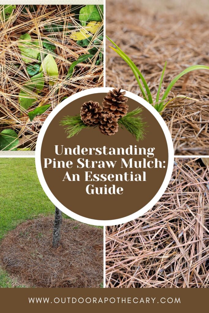 Pine Straw Mulch In Permaculture Gardens: An Essential Guide - The ...