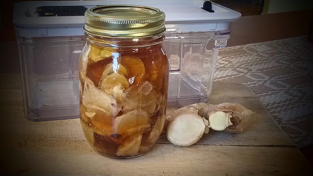 Fermented Ginger Honey Recipe And Easy Instructions - The Outdoor ...