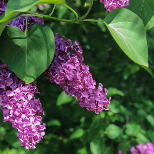 Exploring The Surprising Health Benefits Of Lilacs - The Outdoor Apothecary