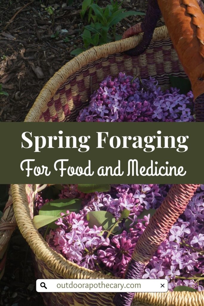 10 Easy Spring Foraging Finds For Food And Medicine - The Outdoor ...