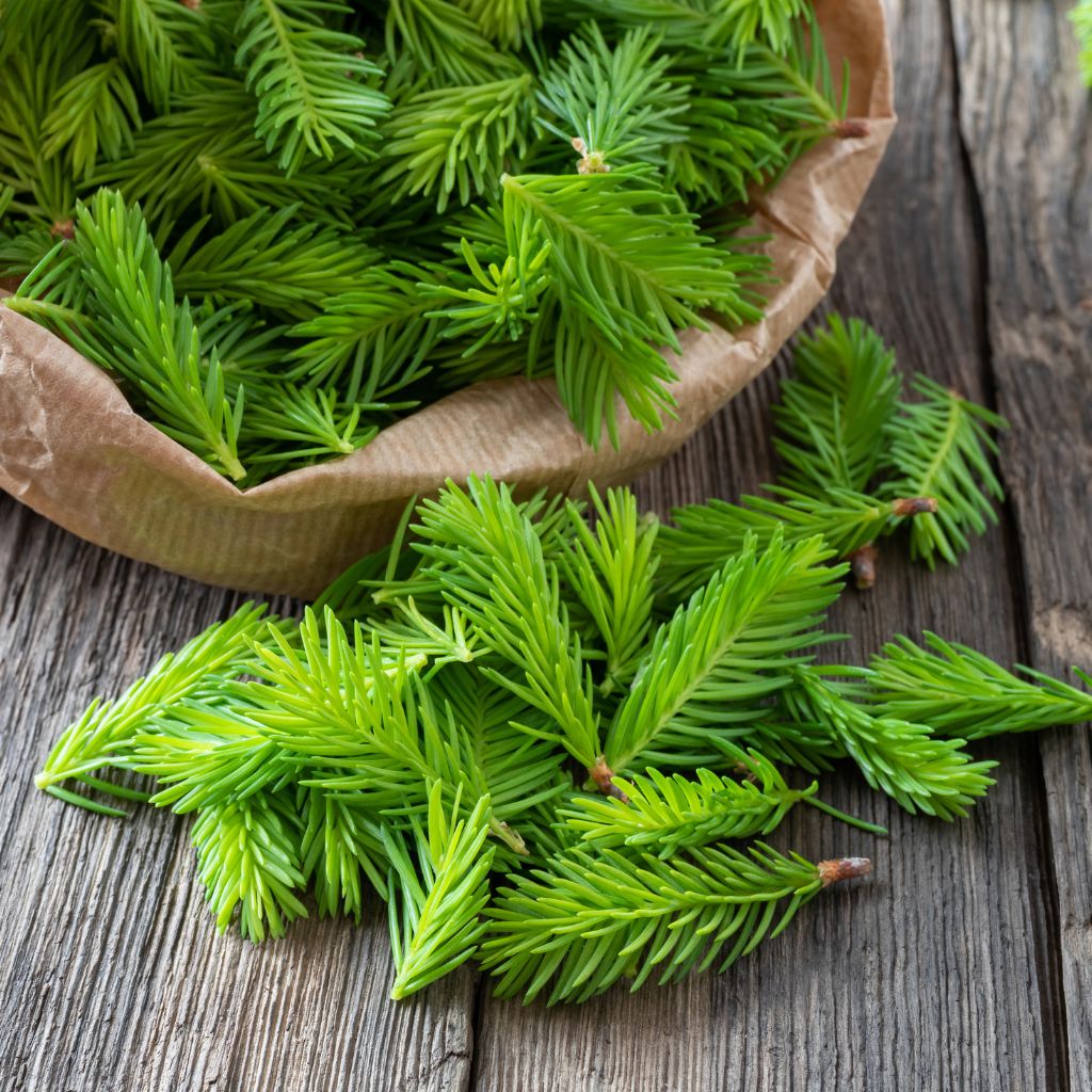 Spruce Tips: Foraging And Using This Spring Evergreen - The Outdoor ...
