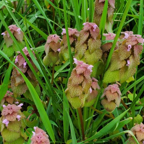 Purple Dead Nettle Tea: Brewing The Perfect Cup - The Outdoor Apothecary