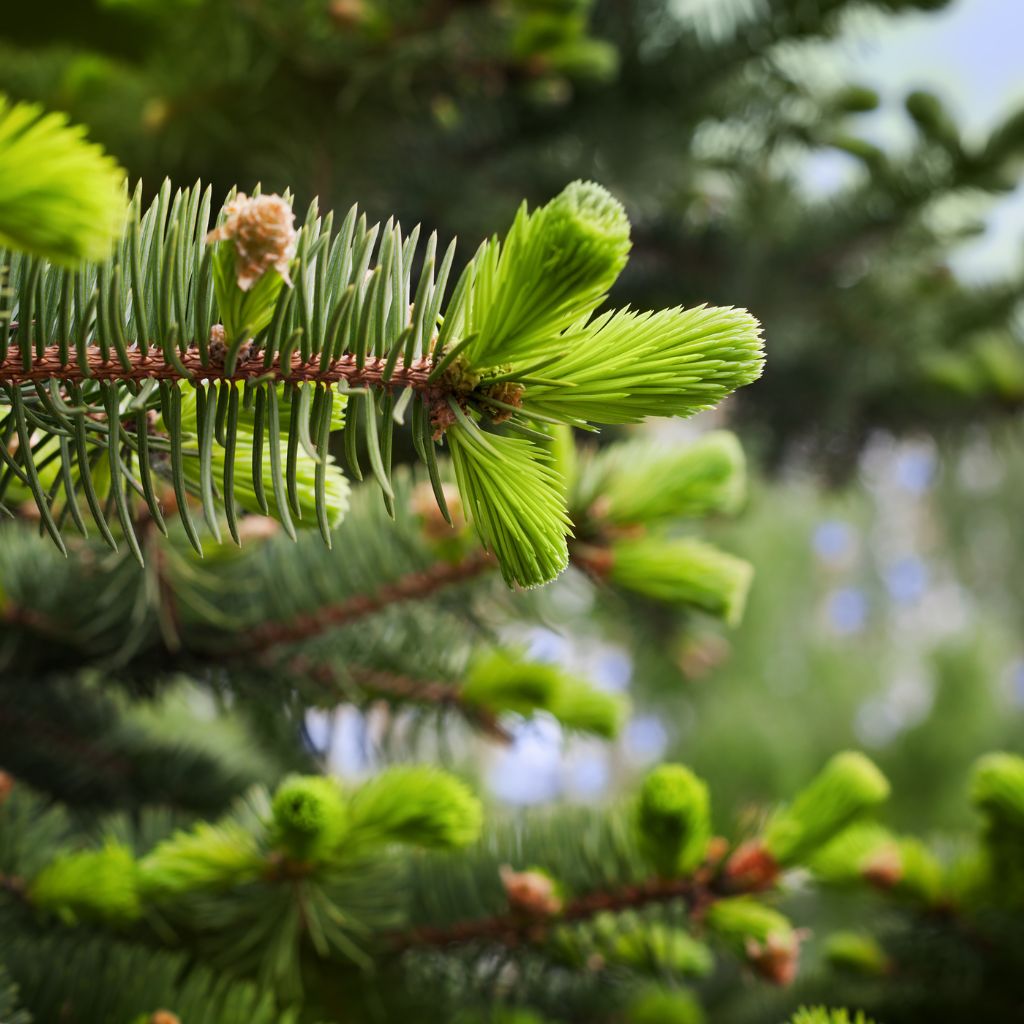 Spruce Tips: Foraging And Using This Spring Evergreen - The Outdoor ...