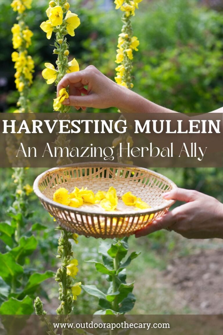 Harvesting Mullein: An Amazing Herbal Ally - The Outdoor Apothecary