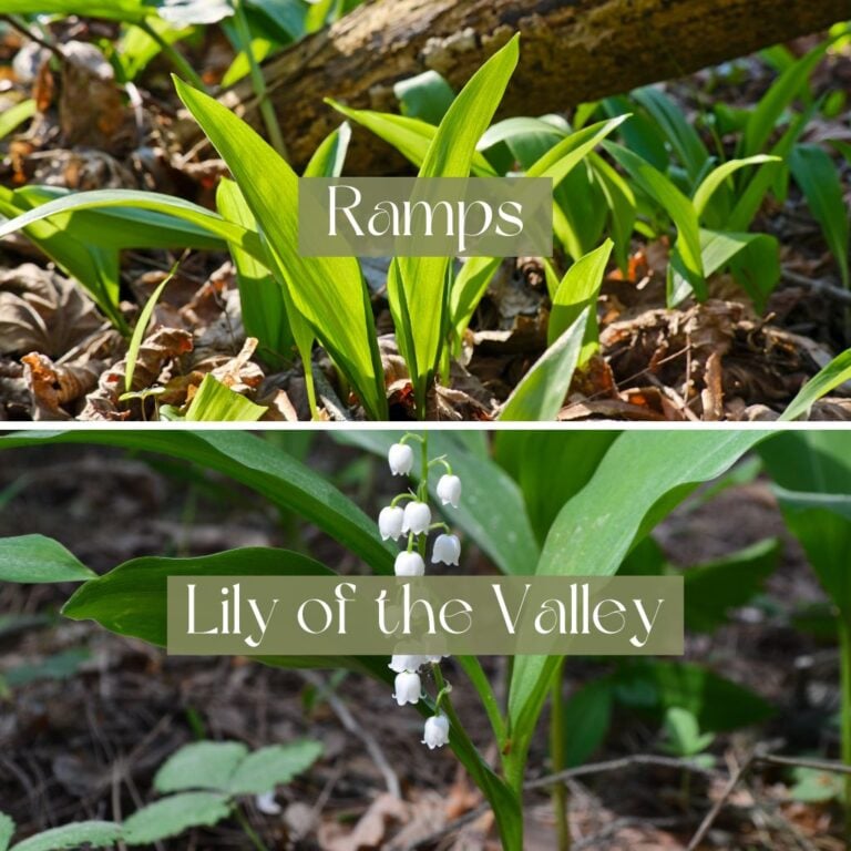 Ramps Vs Lily Of The Valley: Safety Tips For Foragers - The Outdoor ...