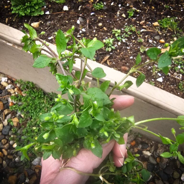 10 Easy Spring Herbs To Forage For Wellness - The Outdoor Apothecary