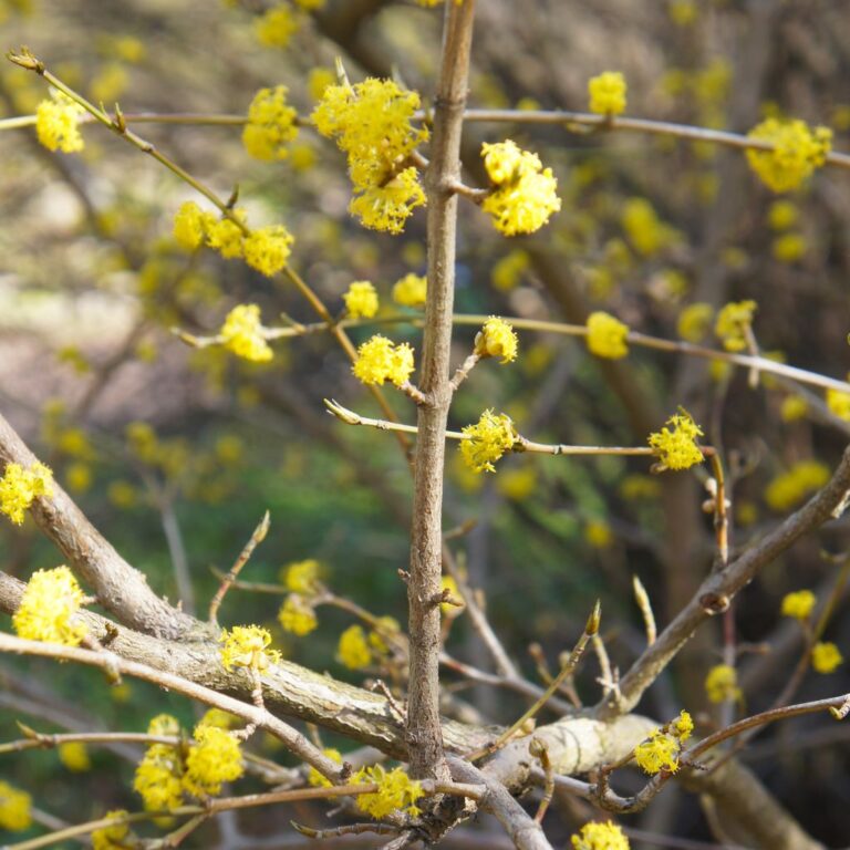Foraging Northern Spicebush: A Delicious Wild Spice - The Outdoor ...