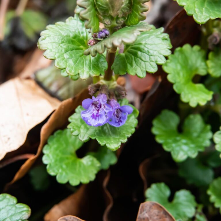 Purple Dead Nettle Look-alikes: Henbit And Ground Ivy - The Outdoor ...