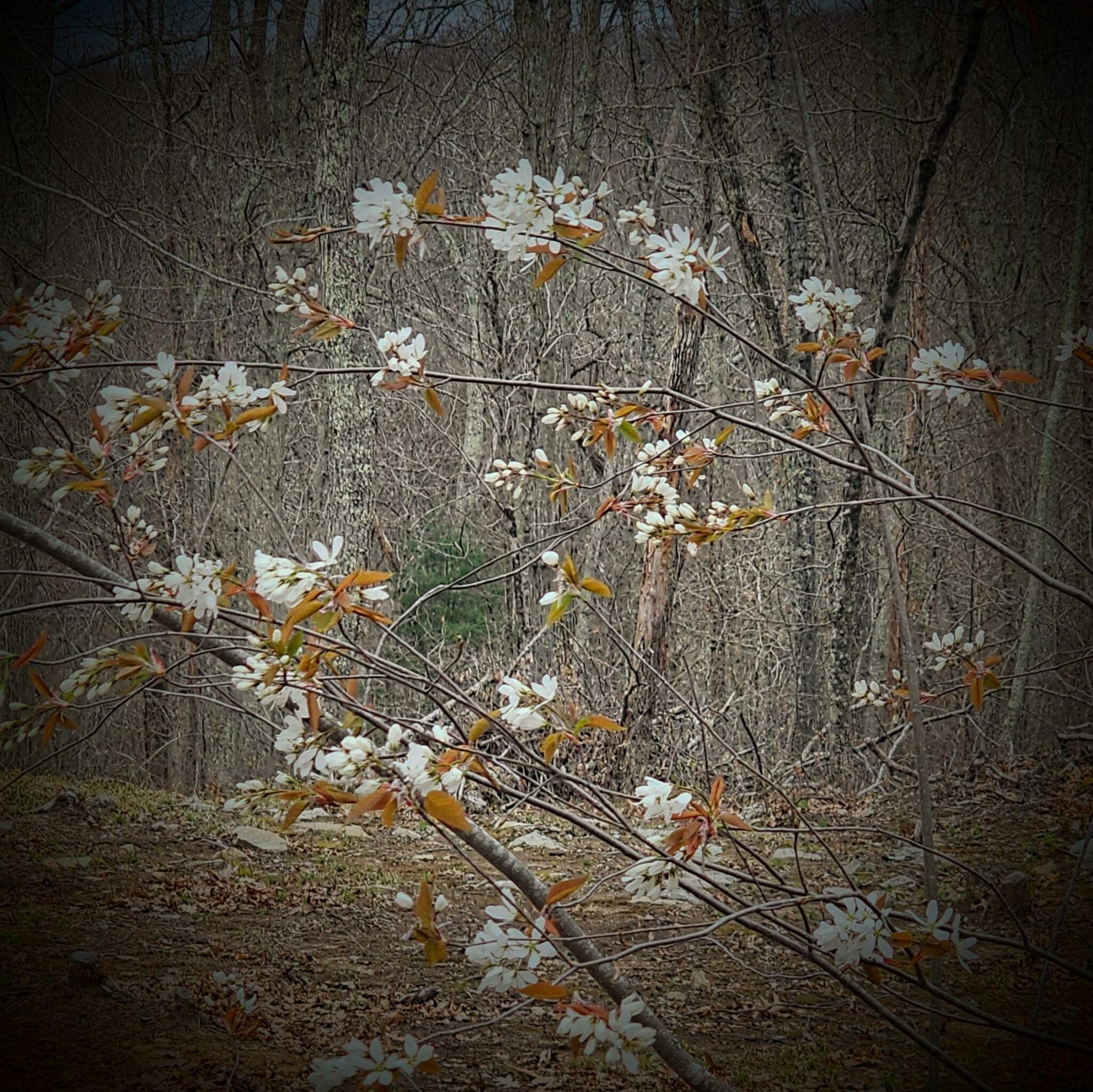 Foraging Juneberry: Identification, Benefits And Uses. - The Outdoor ...