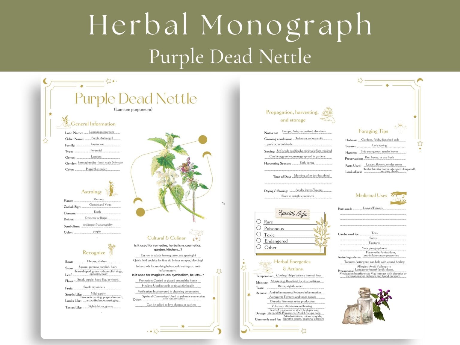 Purple Dead Nettle Tea: Brewing The Perfect Cup - The Outdoor Apothecary