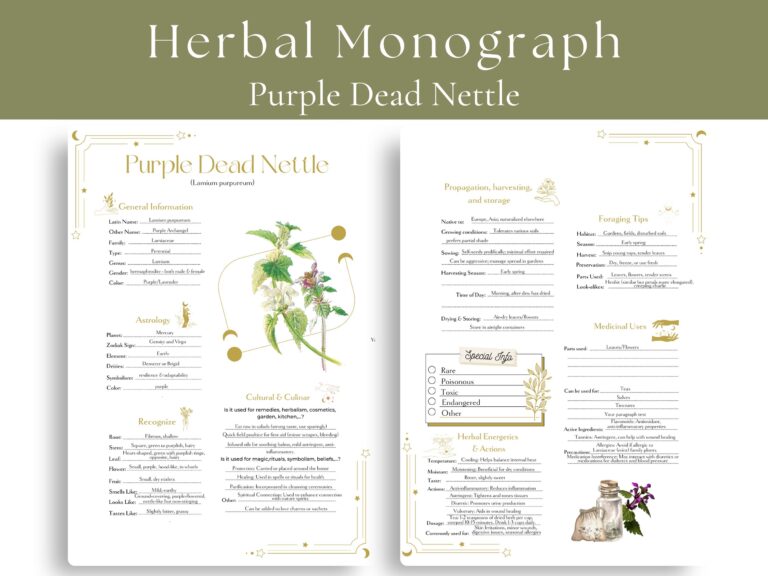 Purple Dead Nettle Tea: Brewing The Perfect Cup - The Outdoor Apothecary